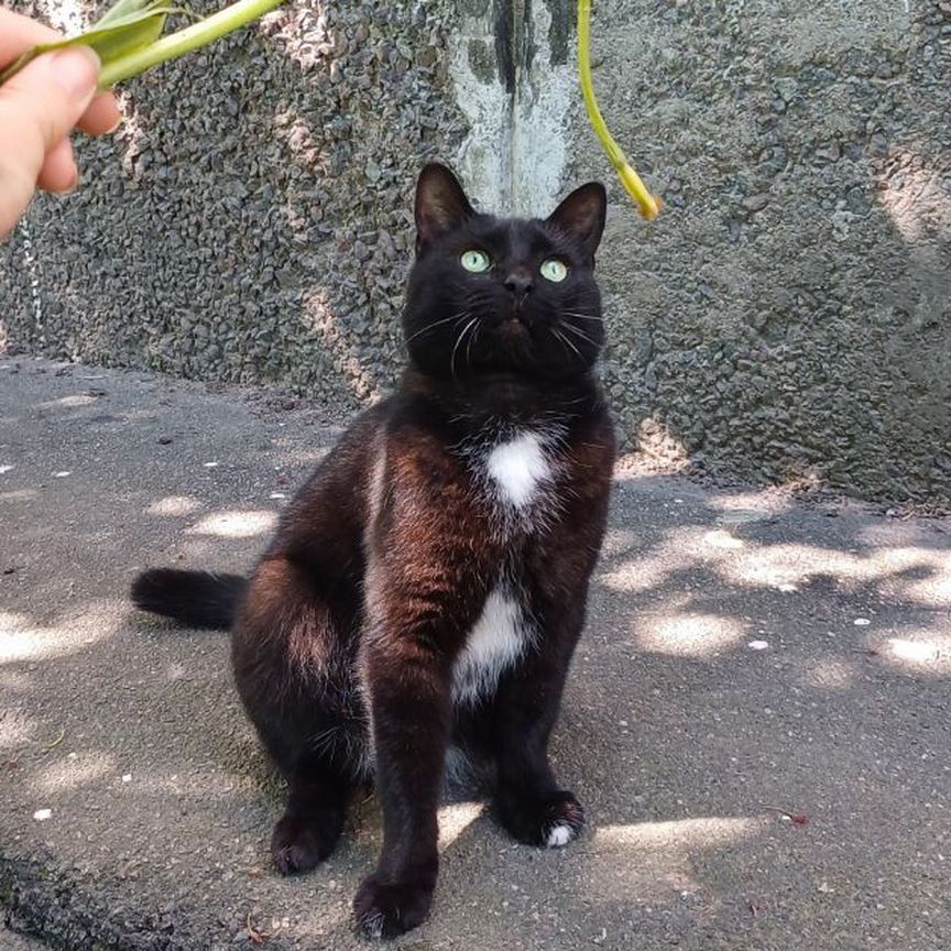 Кот в добрые руки