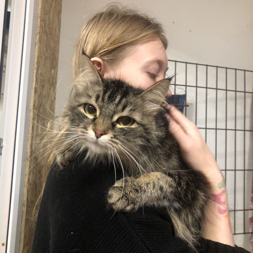 Кошечка в добрые руки