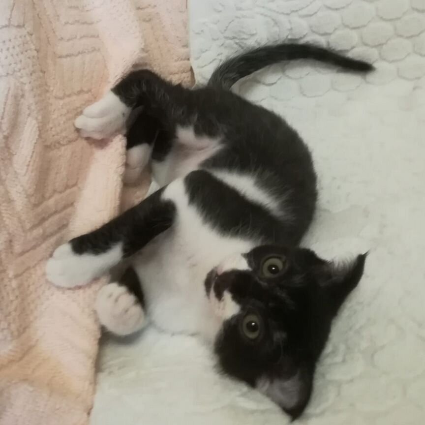 Котенок Мальчик
