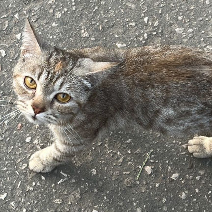 Котенок в добрые руки бесплатно