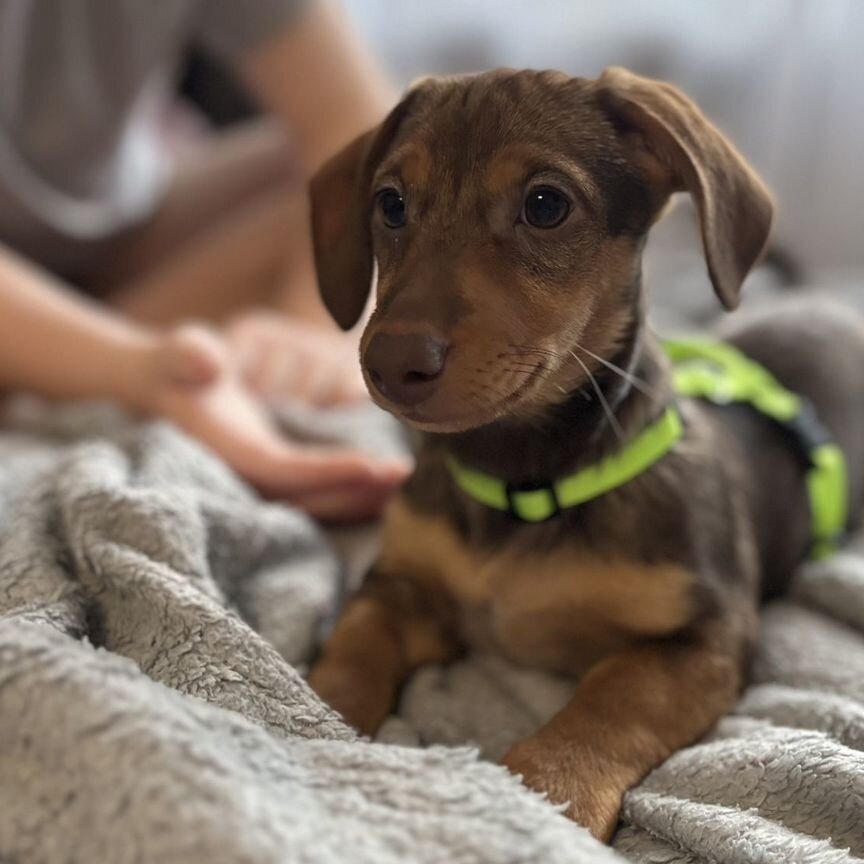 Такса, щенок