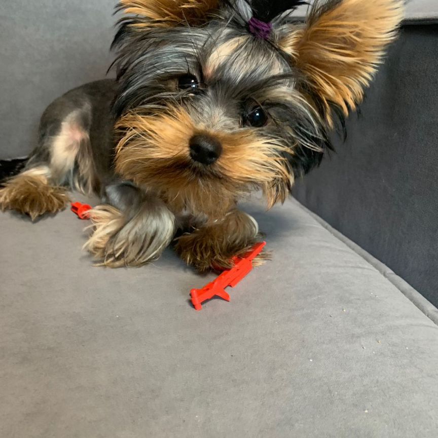 Йоркширский терьер