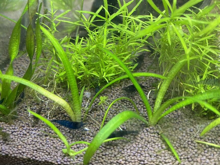 Креветки аквариумные blue dream