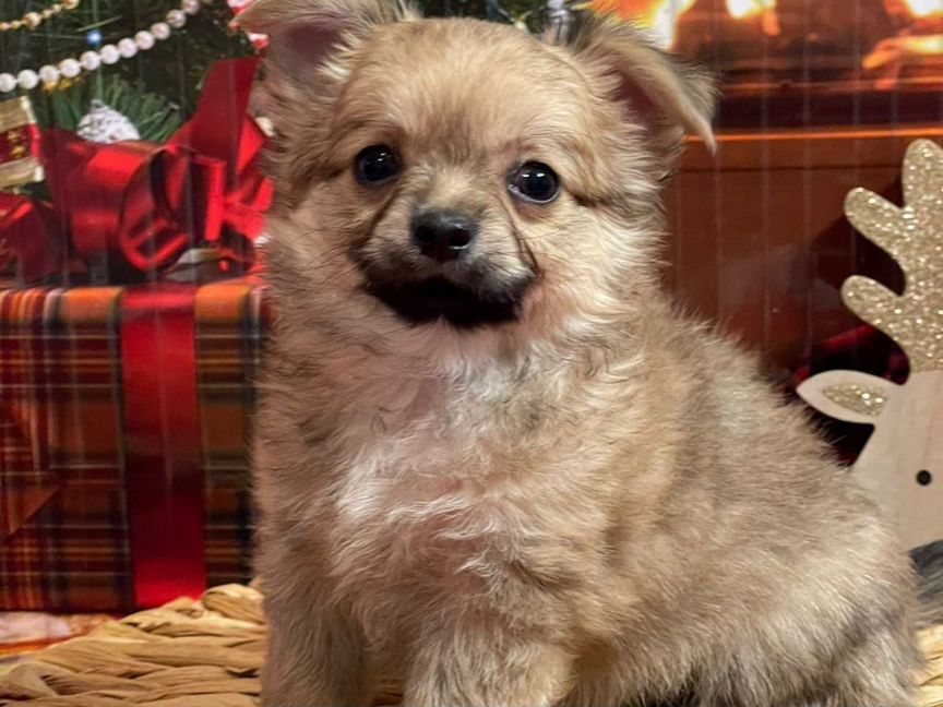 Брутальный щенок чихуахуа