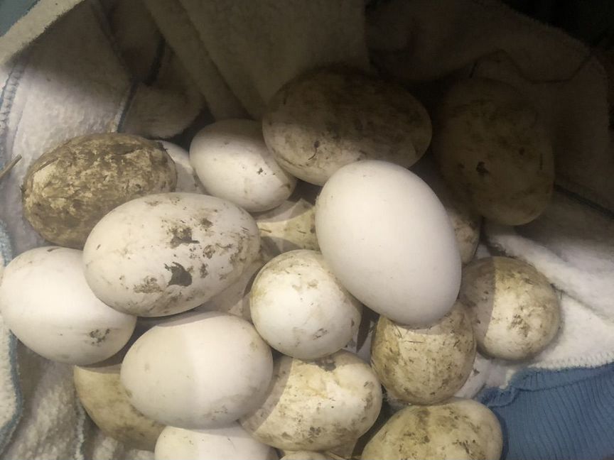 Инкубационный гусиные яйца