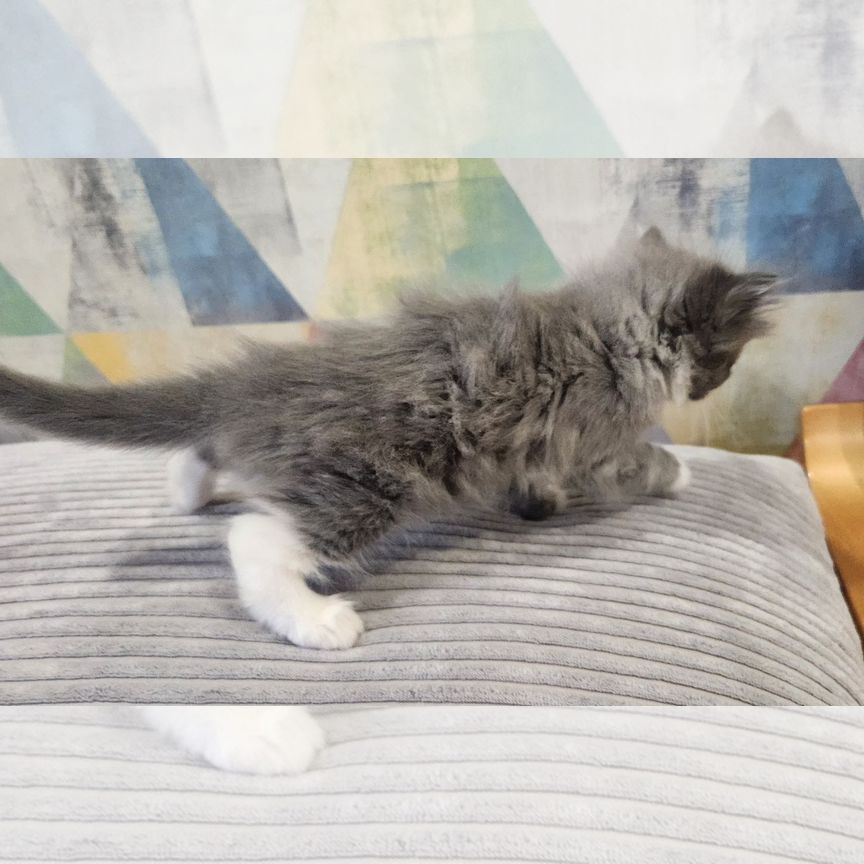 Котёнок от частного владельца