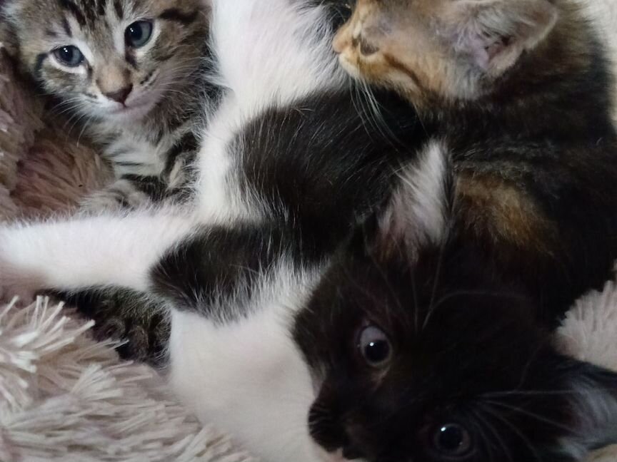 Котята в добрые руки