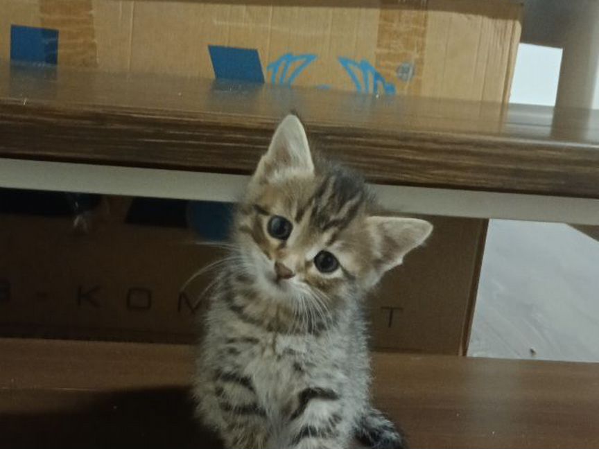 Котята в добрые руки