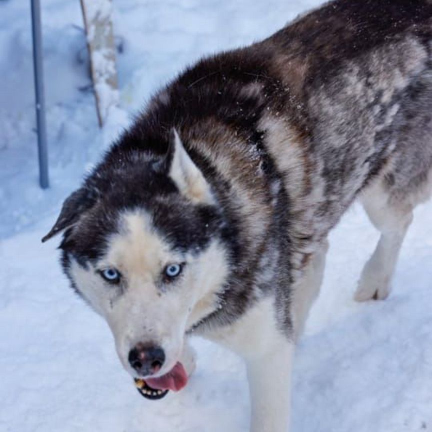 Хаски в добрые руки