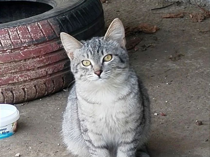Шикарный котенок окрас вискас