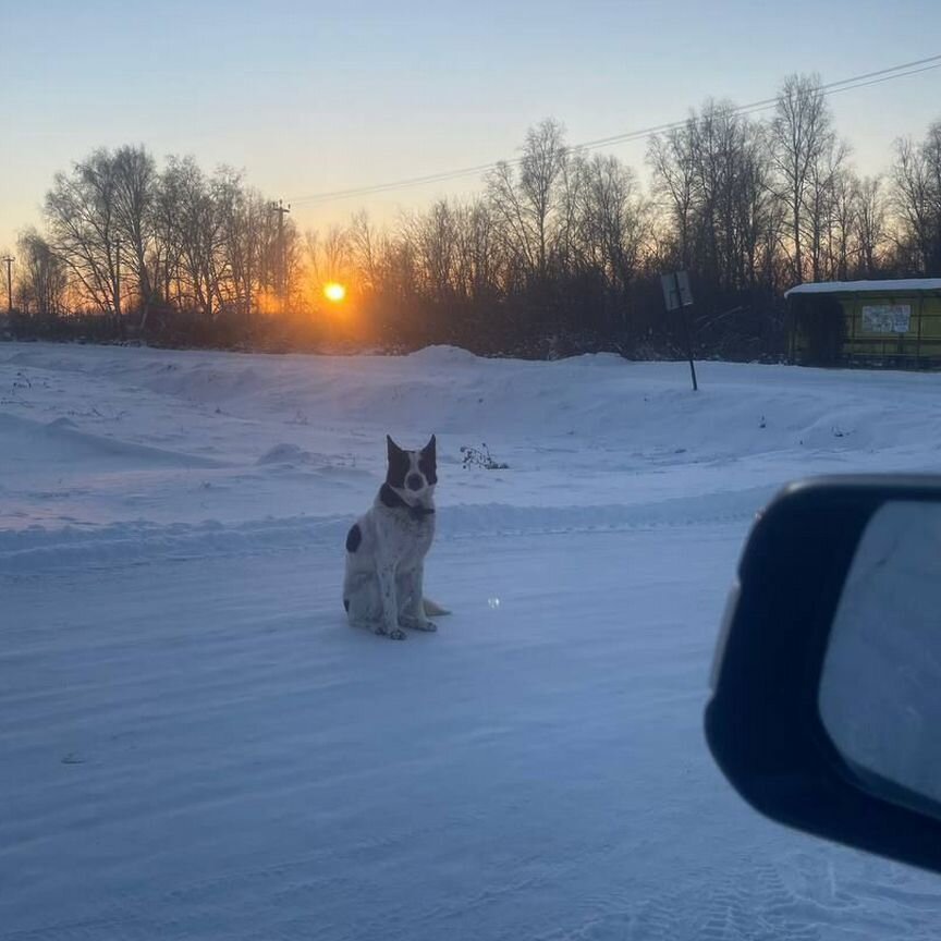 Взрослая собака в добрые руки