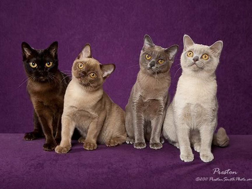 Ищу бурму европейскую (без документов)