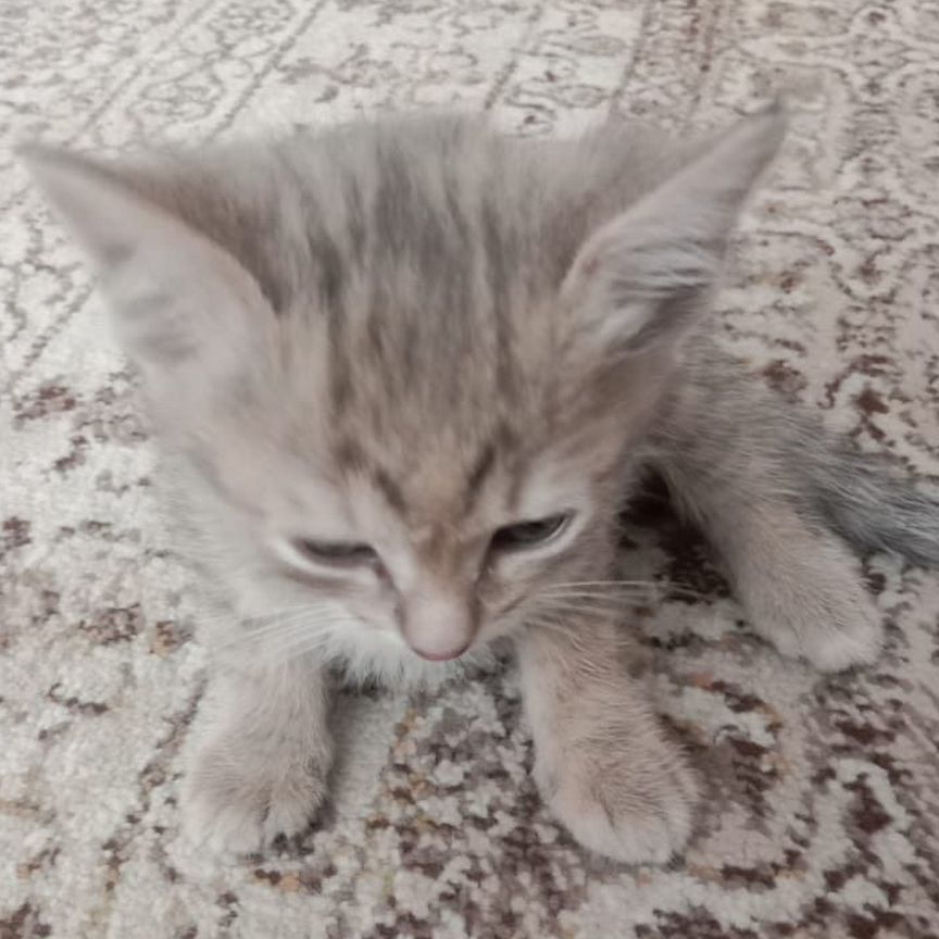 Котята в добрые руки бесплатно