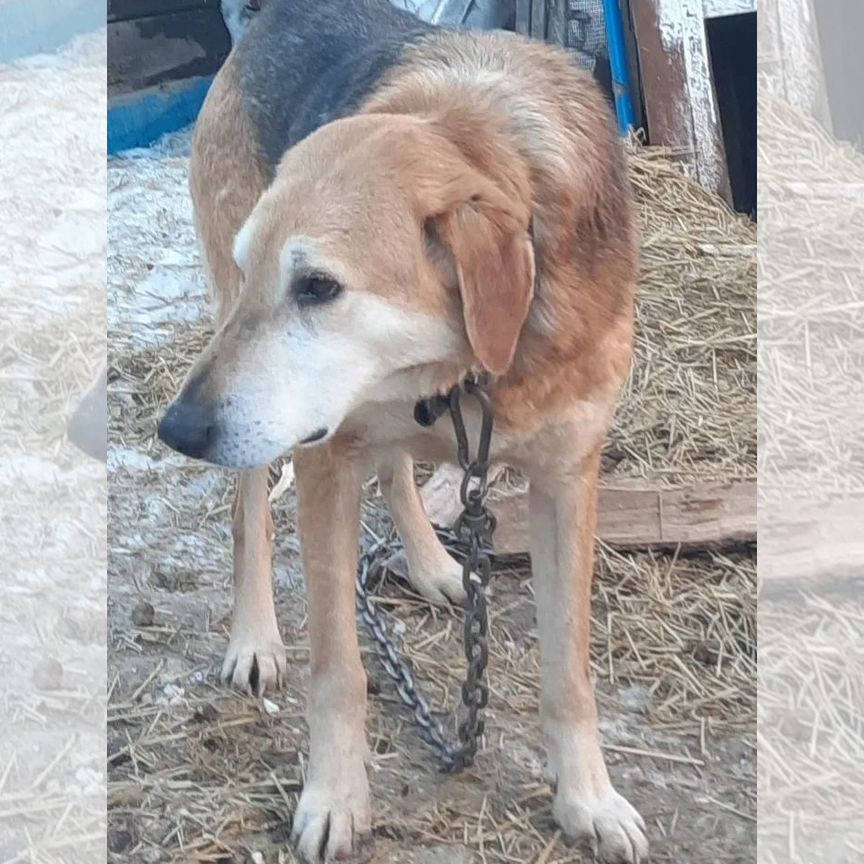 Русская гончая, щенок