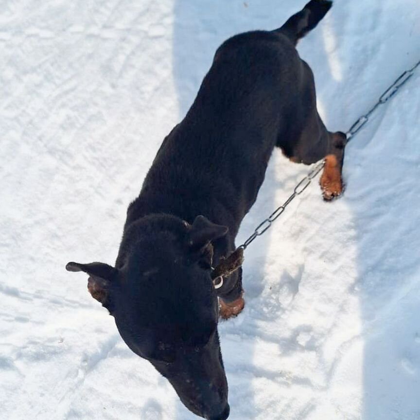 Немецкий охотничий терьер