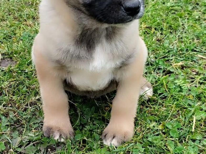 Щенки алабая в добрые руки