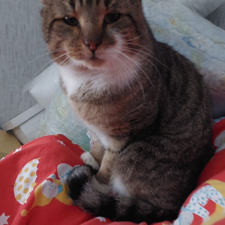 Кот в дар