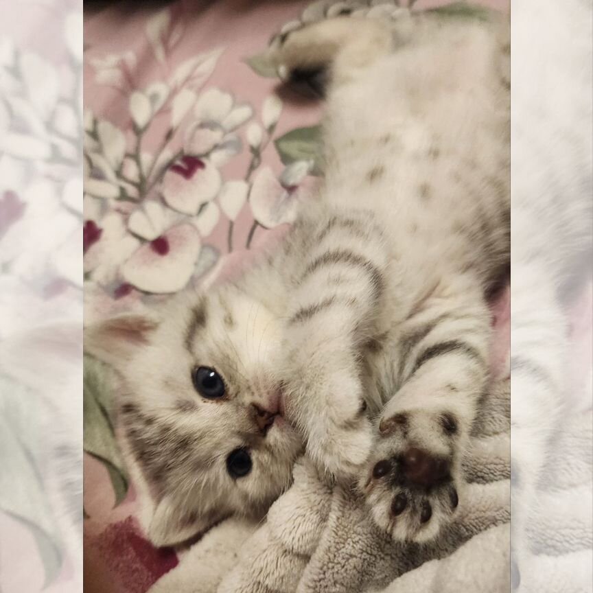 Шотландский вислоухий длинношёрстный котёнок