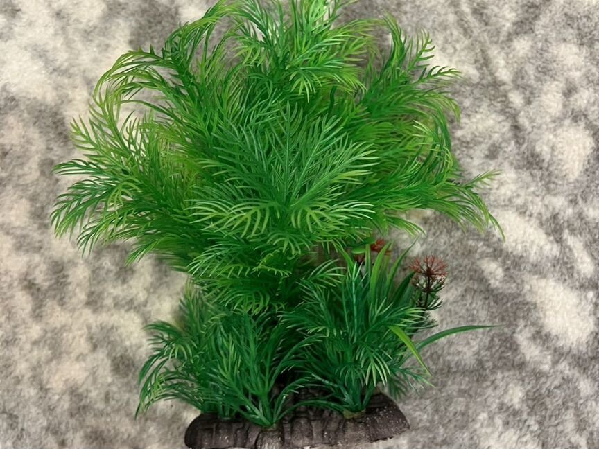 Аквариумные водоросли