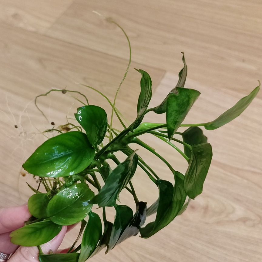 Аквариумное растение анубас большой