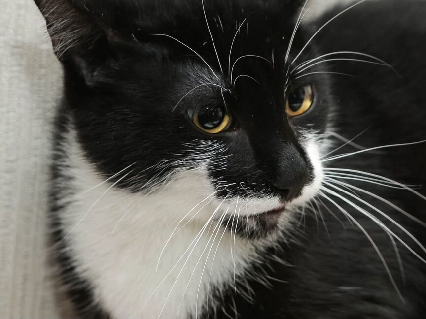 Котёнок мальчик Чук