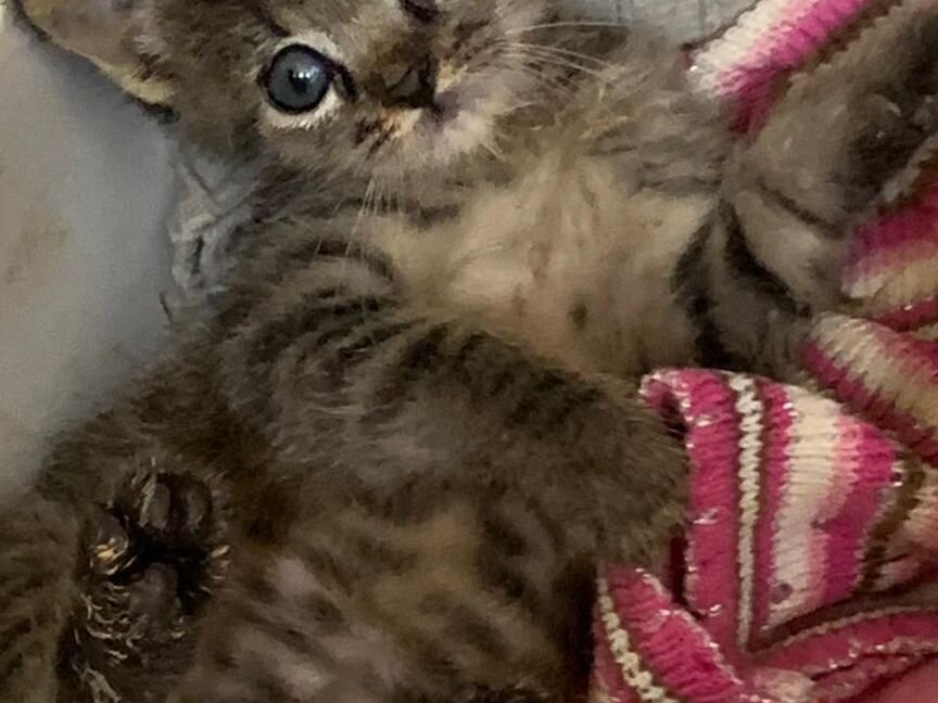 Котенок мальчик в добрые руки