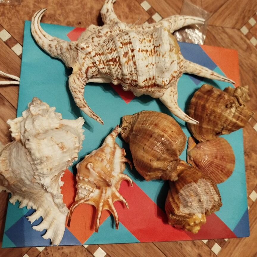 Ракушки для аквариума