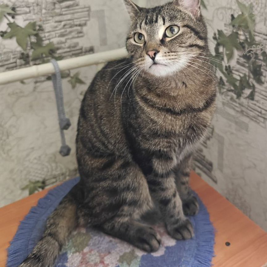 Взрослый кот в добрые руки