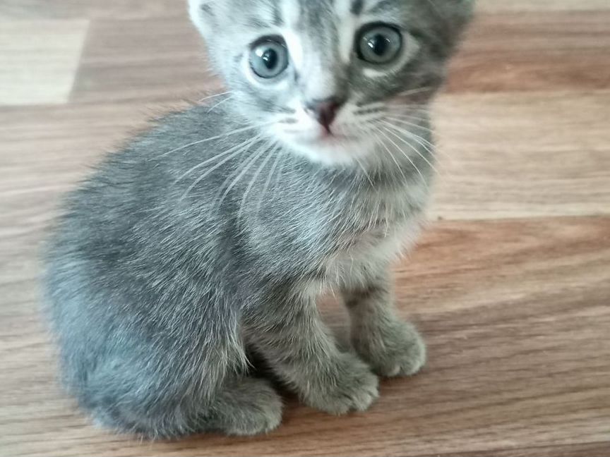 Кошка и котята в добрые руки