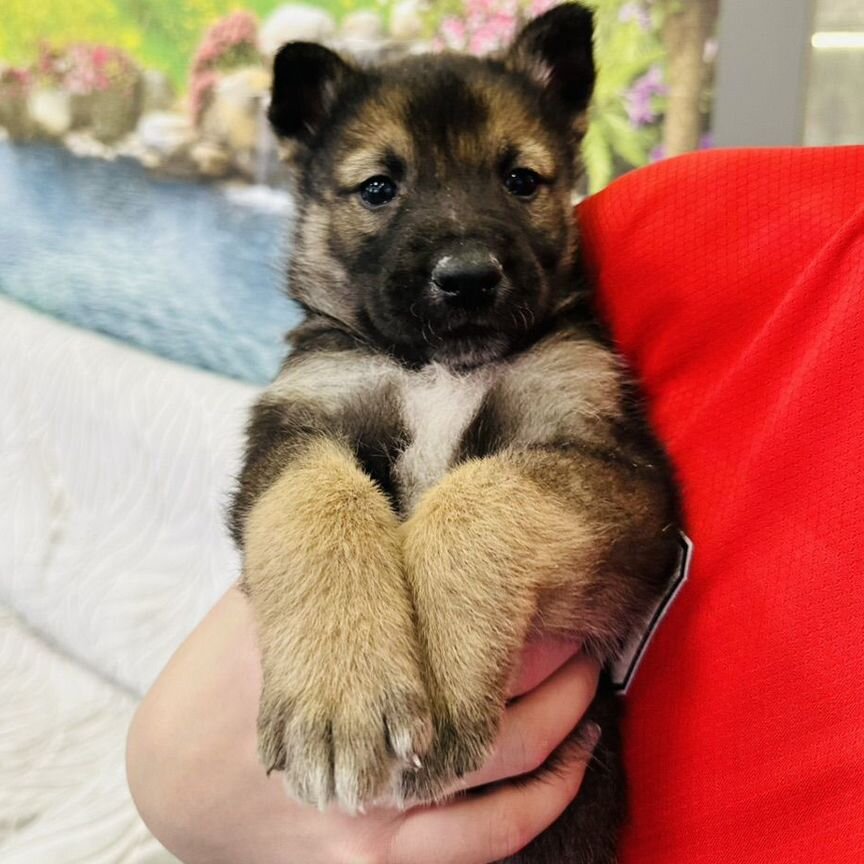 Щенок в добрые руки