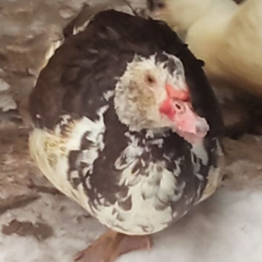 Мускусные утки тяжелые линии