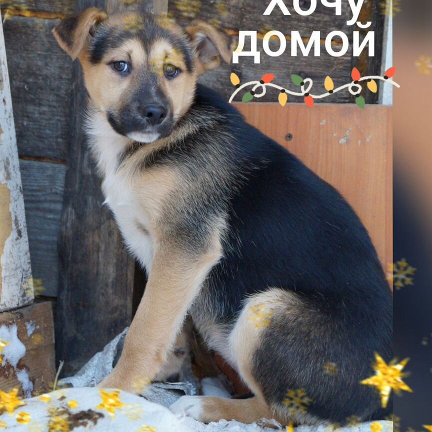 Щенок девочка в добрые руки