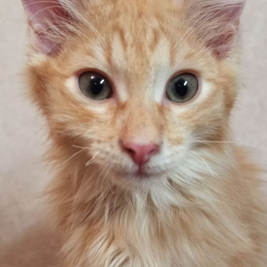 Котëнок ищет дом