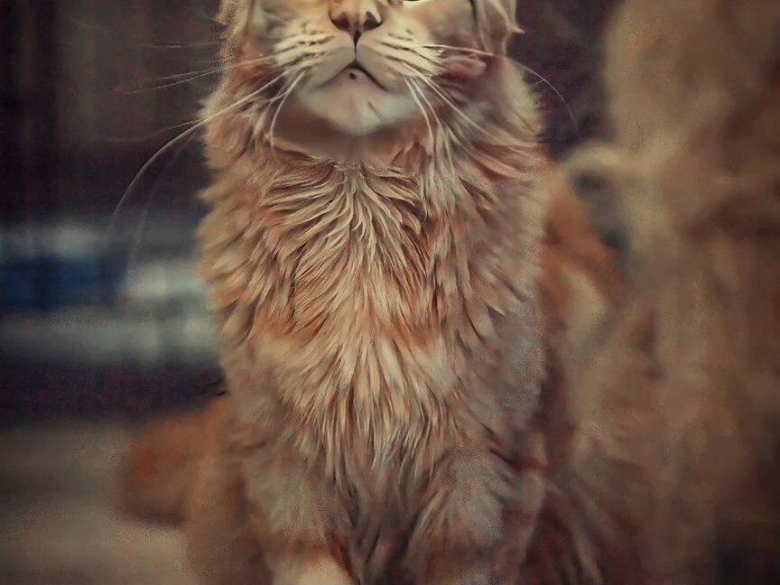 Рыжая красавица Соли в приюте