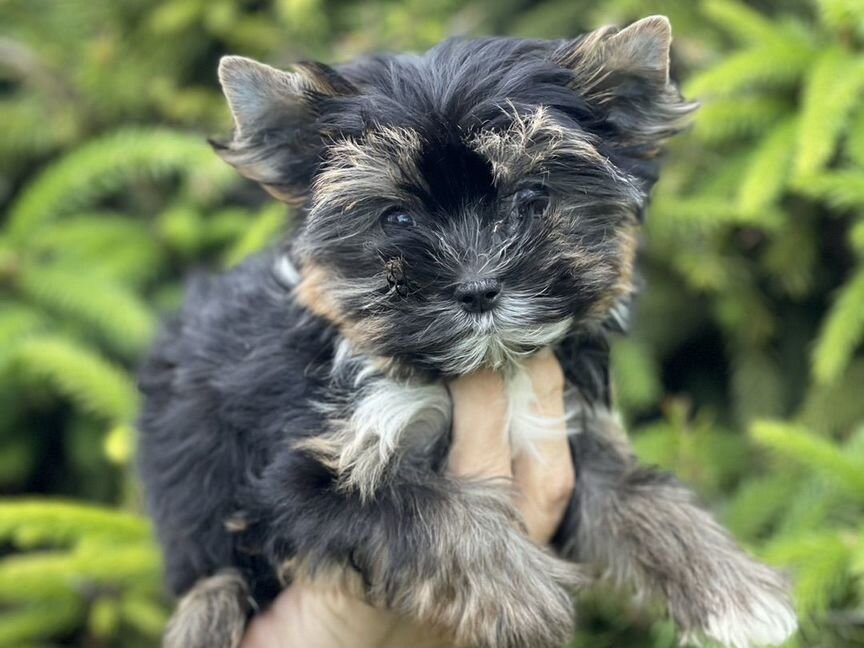 Шикарный мини мальчик