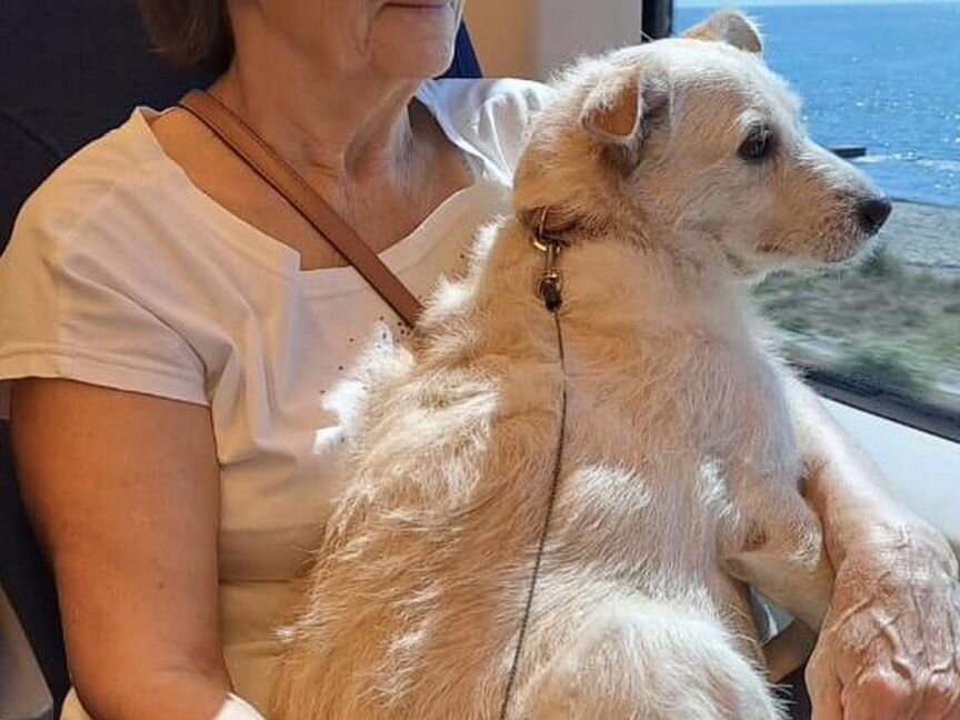 Маленькая собачка в добрые руки