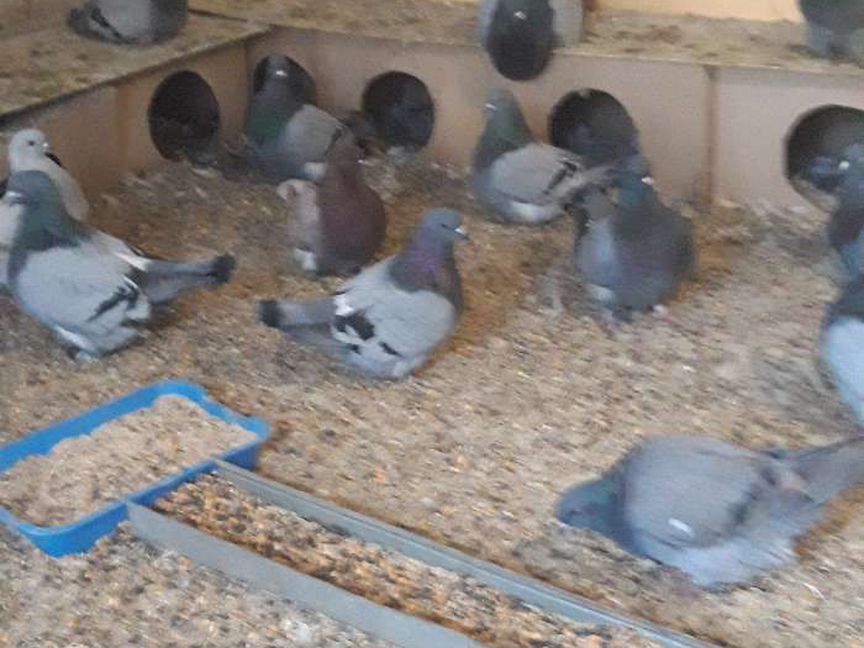 Голуби книги мадэины штрасеры тексаны