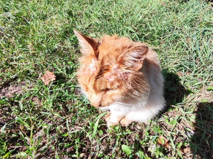 Кошка один шанс на миллион помочь