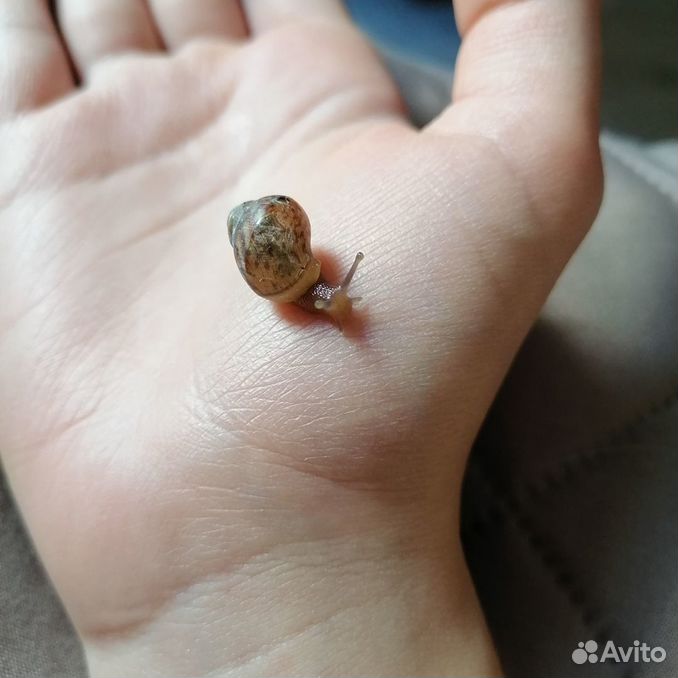 Улитки Ахатины бесплатно