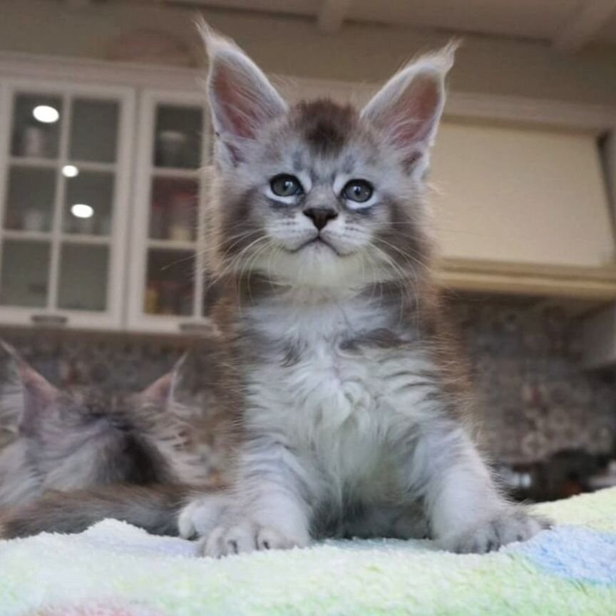 Котята мейн-кун