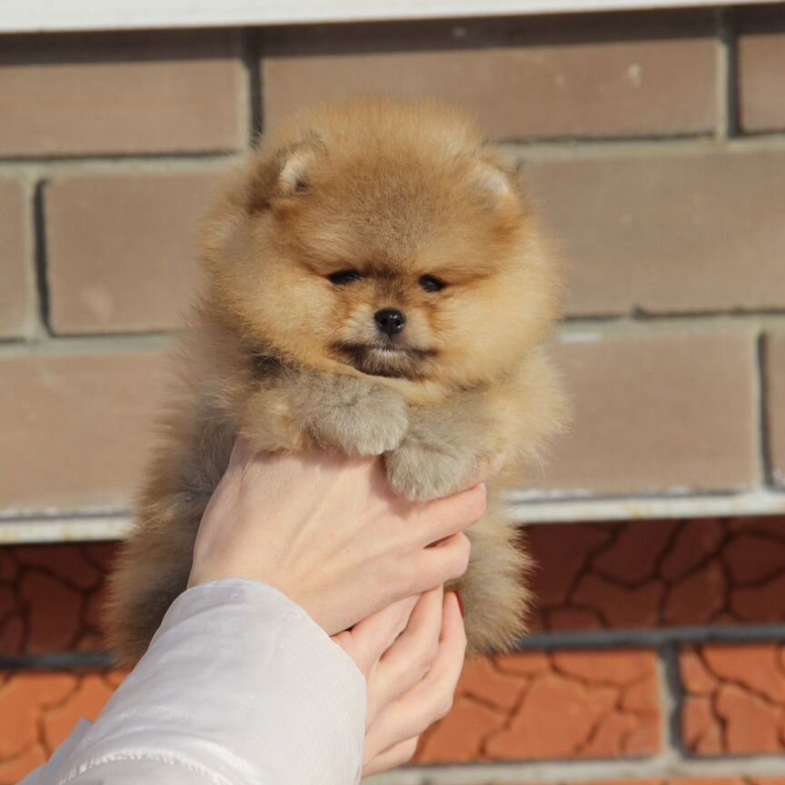 Мини Шпиц Мишка Рыжий РКФ
