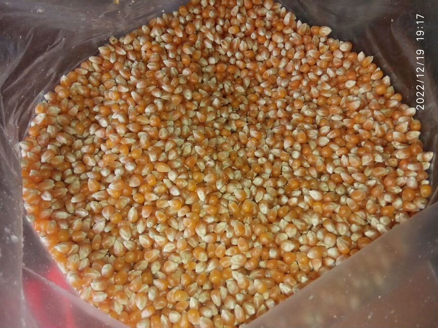 Кукуруза для попкорна