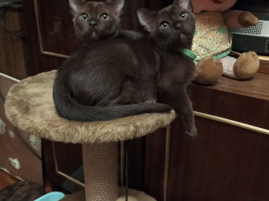 Котики Бурма