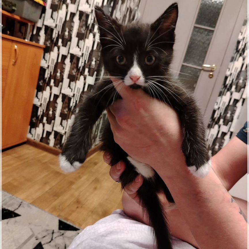 Котёнок в добрые руки