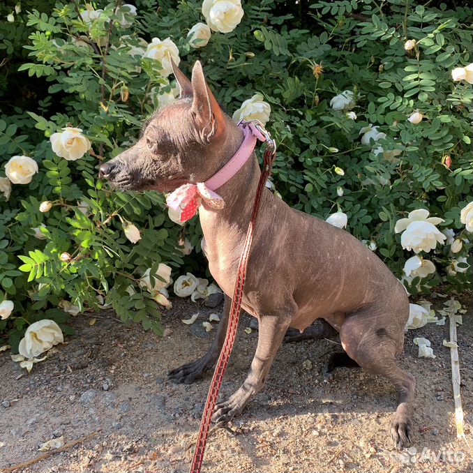 Ксолоитцкуинтли mini