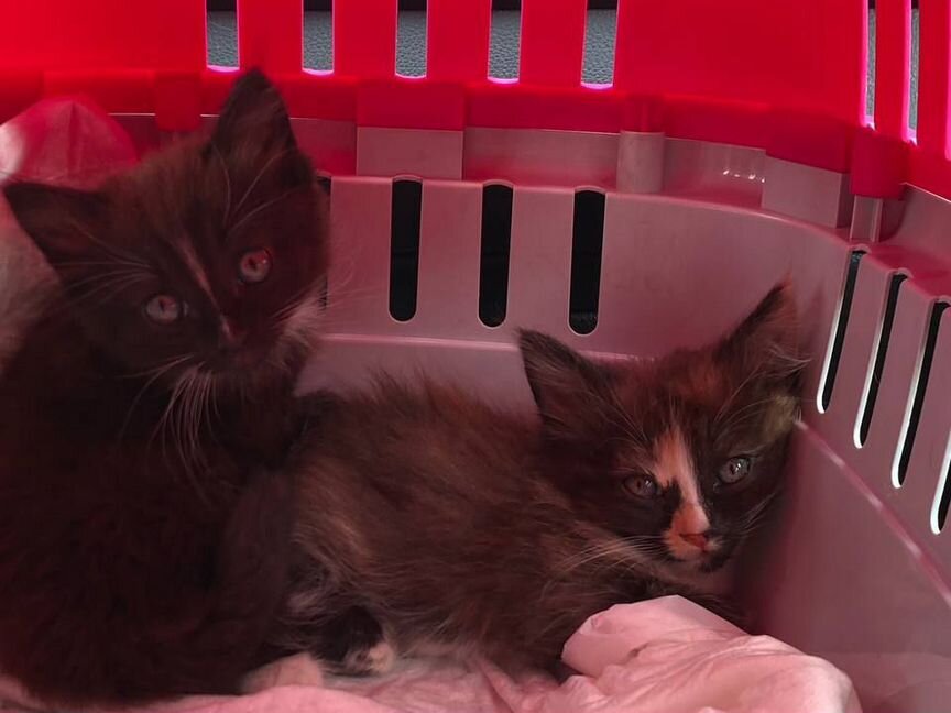 Котята в добрые руки