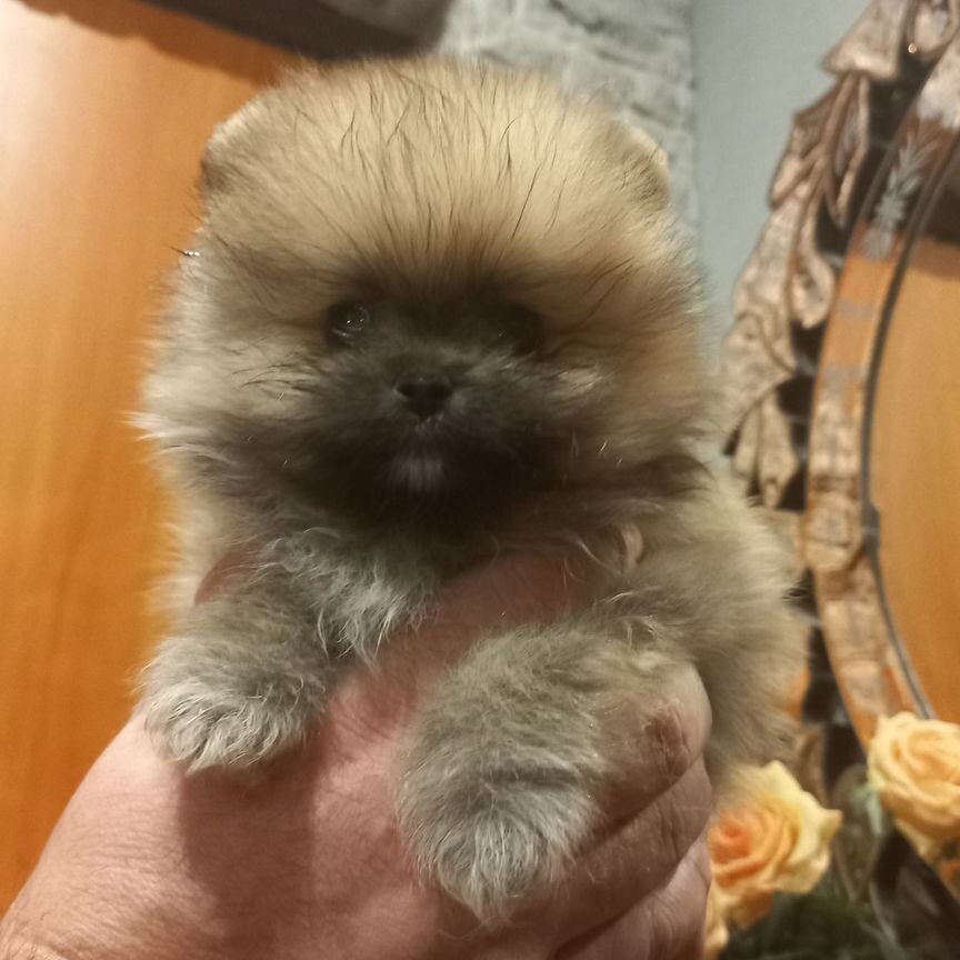 Померанский шпиц, щенок