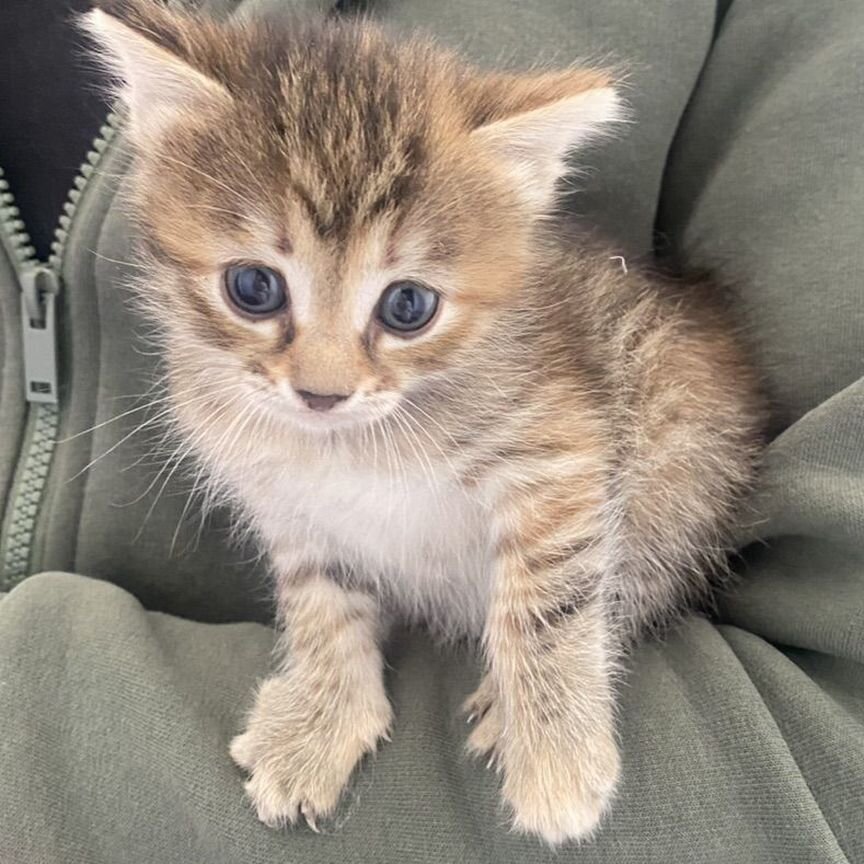 Котёнок в добрые руки