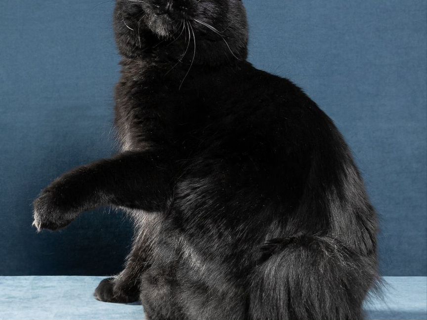 Котята-котики Курильский бобтейл для брони