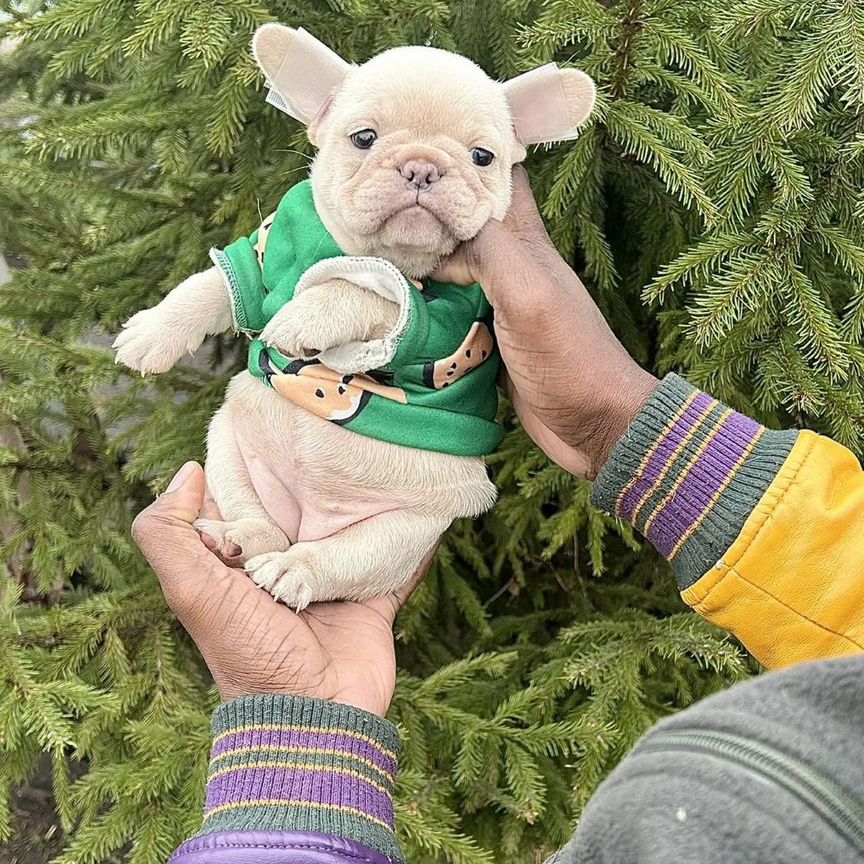 Французский бульдог, щенок